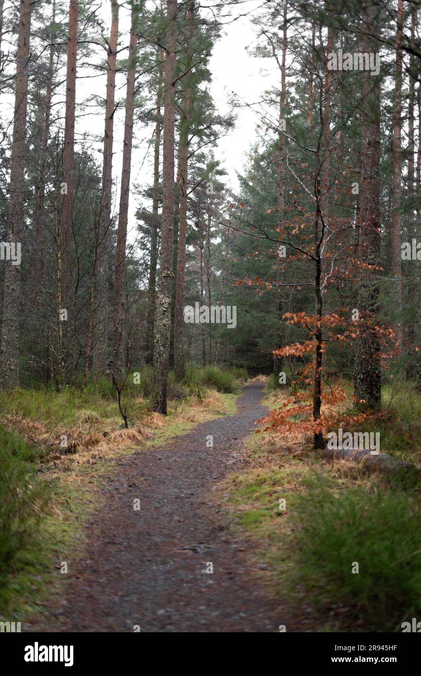 A vertical shot of beautiful pathway in Kielder Forest in ...