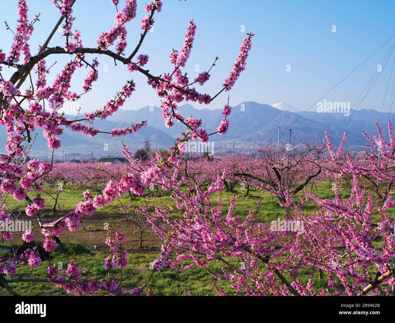 Peach Field and Mt Stock Photo - Alamy