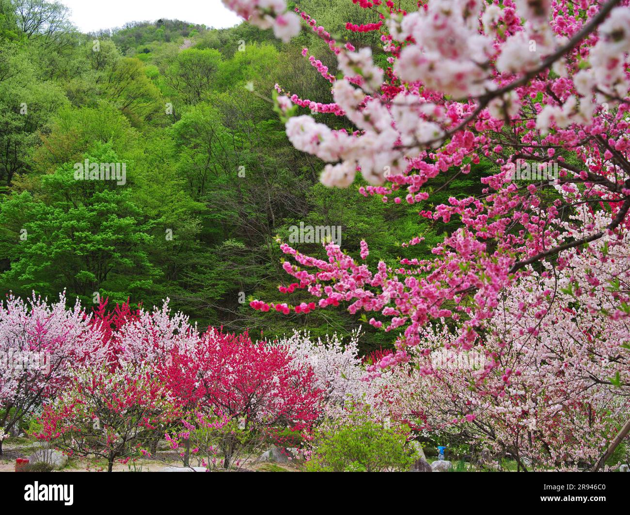 Hirugami hot springs peach blossoms Stock Photo - Alamy