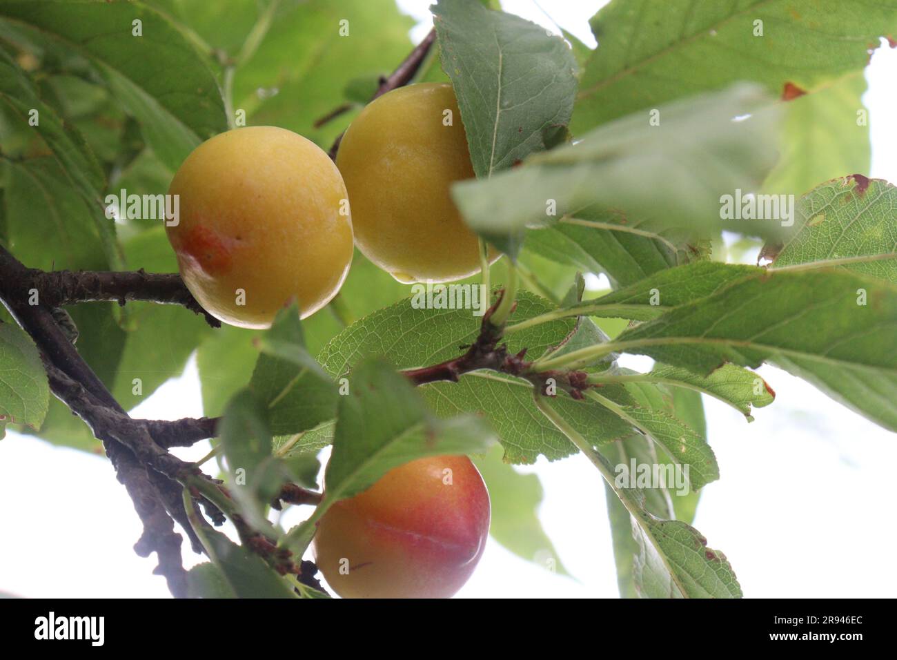 Apricot fruit on tree in farm for harvest are used fruit and spice ...