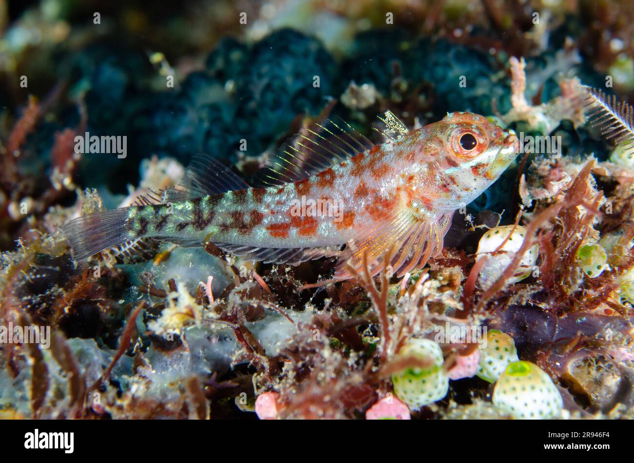 Helcogramma desa hi-res stock photography and images - Alamy