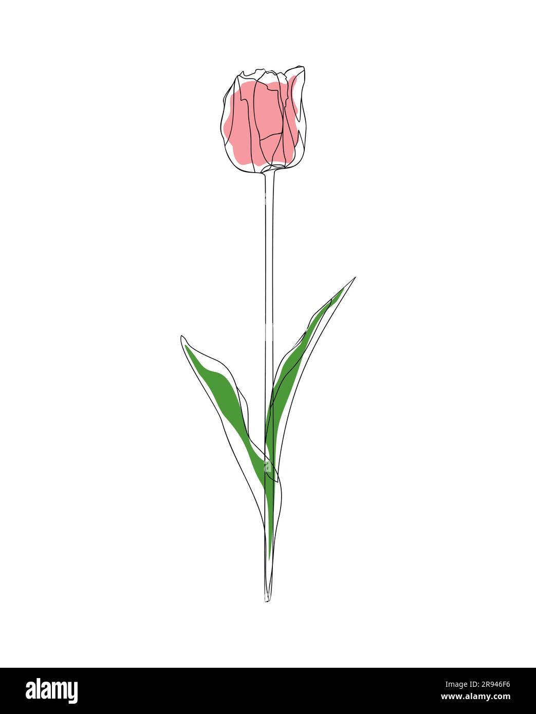 Tulip line art vector illustration with colored elements Stock Vector Image & Art - Alamy