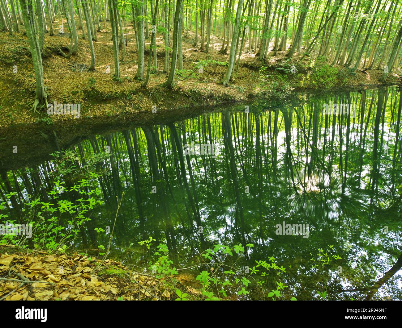 Beech forest of Bijinbayashi forest Stock Photo - Alamy