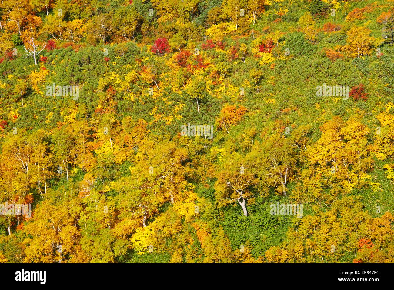 Daisetsuzan with fall foliage Stock Photo - Alamy