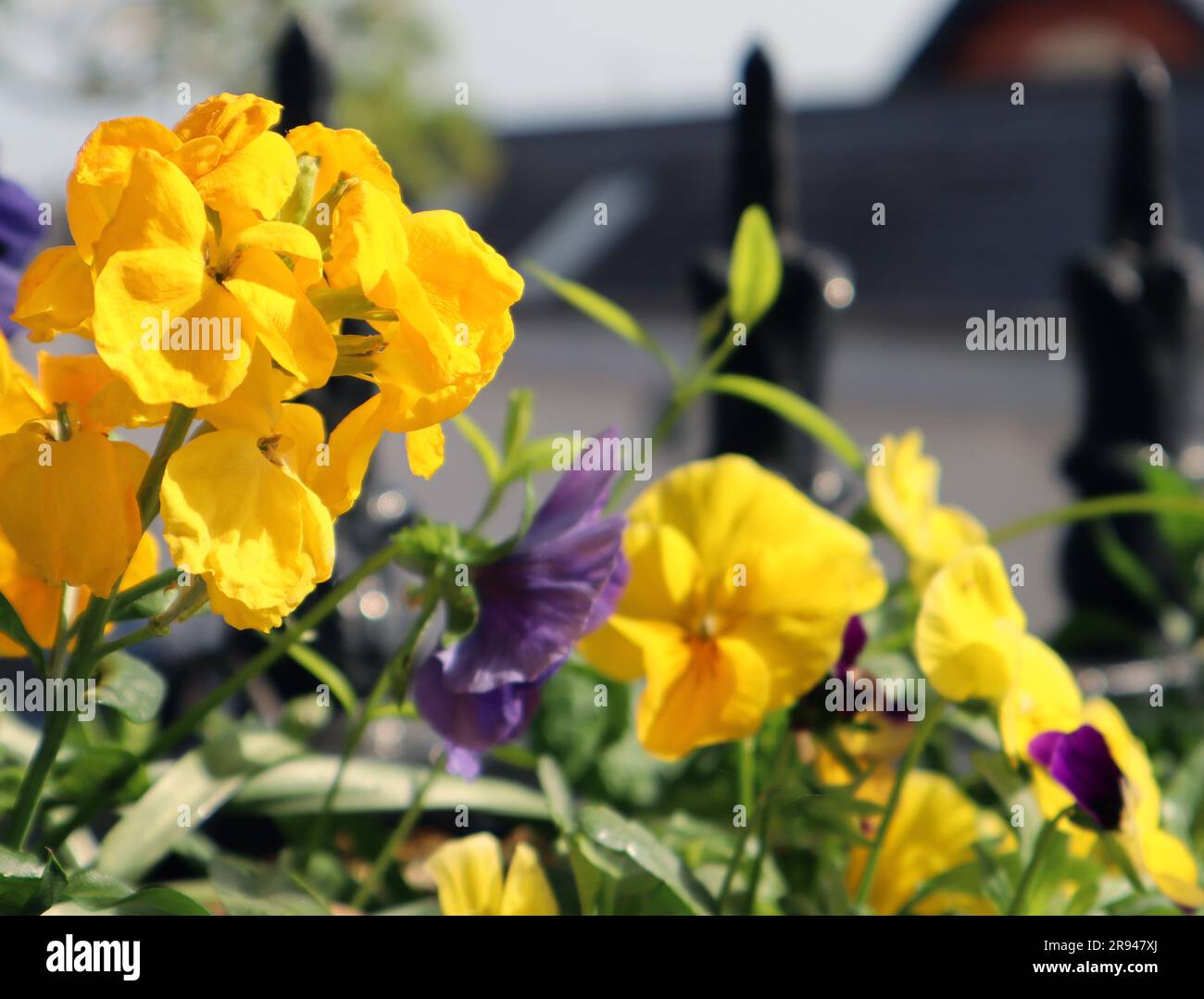 Bright summer yellow and purple flowers on the background of a house ...