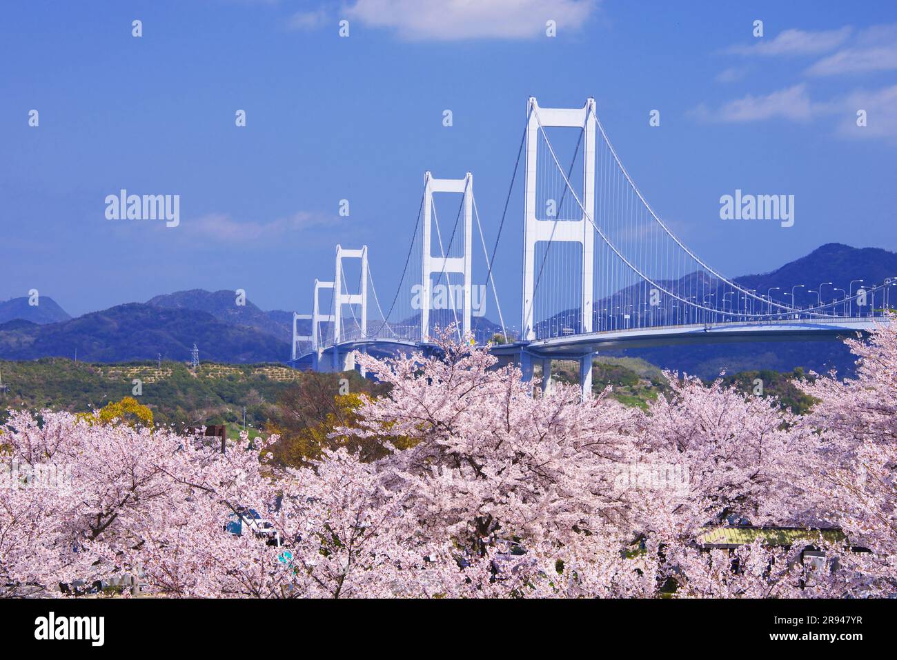Kurushima-Kaikyo Bridge and cherry blossoms Stock Photo - Alamy