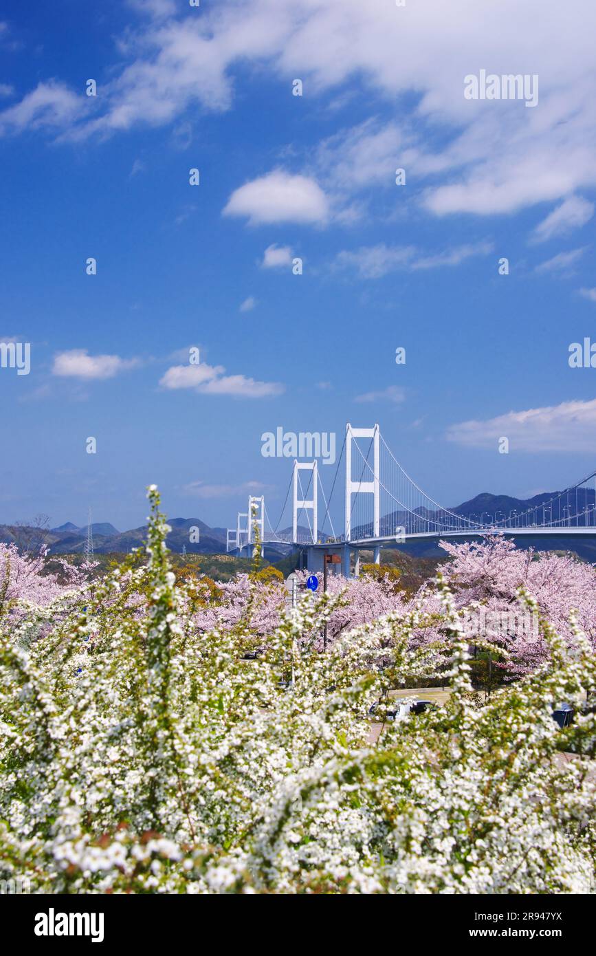 Kurushima-Kaikyo Bridge and cherry blossoms Stock Photo - Alamy