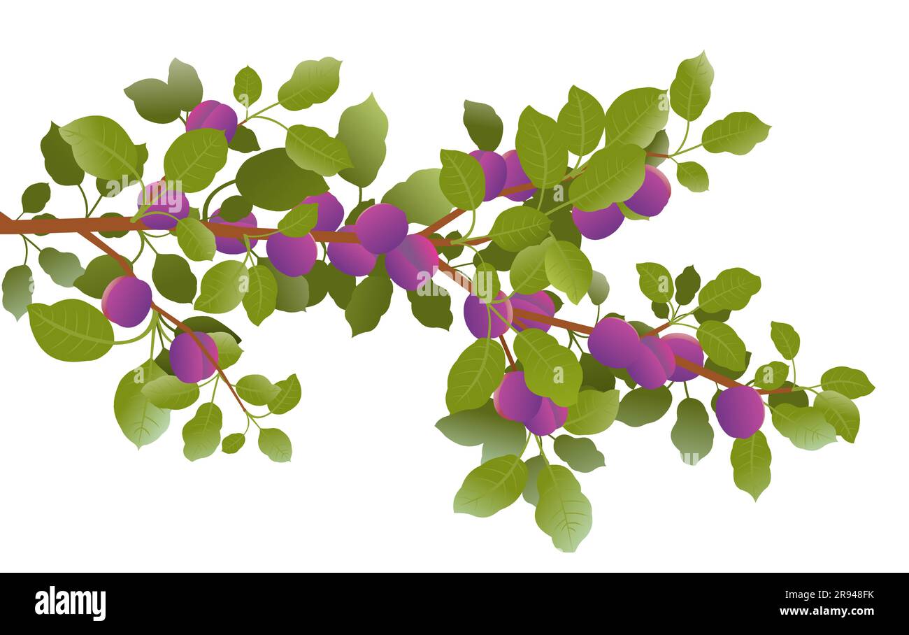 Tree branch plum with ripe fruits. Garden plant with edible harvest ...