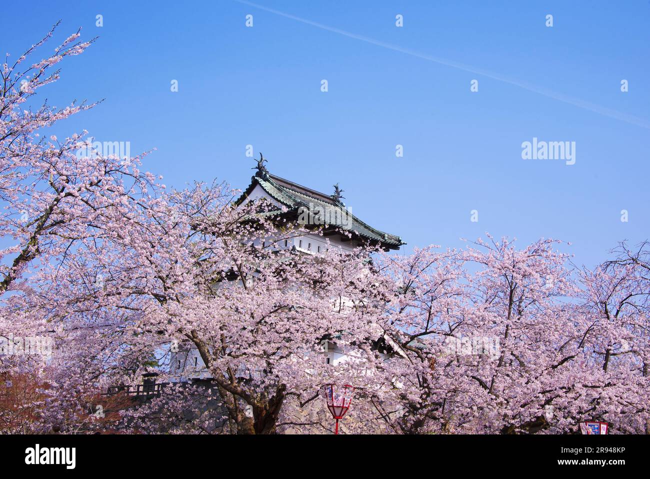 Hirosakijo castle and cherry trees Stock Photo - Alamy