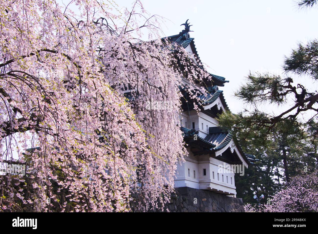 Hirosakijo castle and cherry trees Stock Photo - Alamy