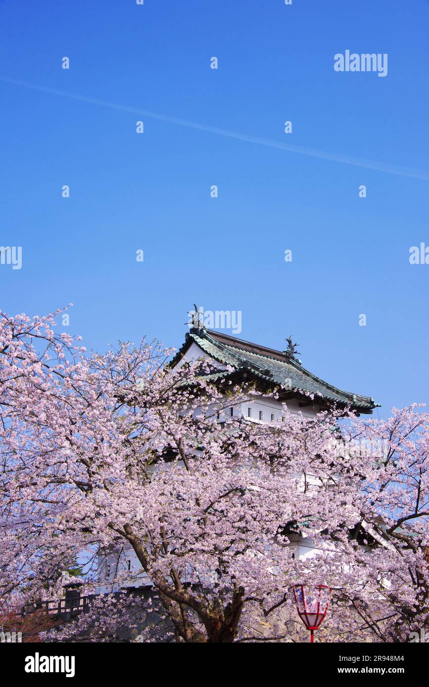 Hirosakijo castle and cherry trees Stock Photo - Alamy