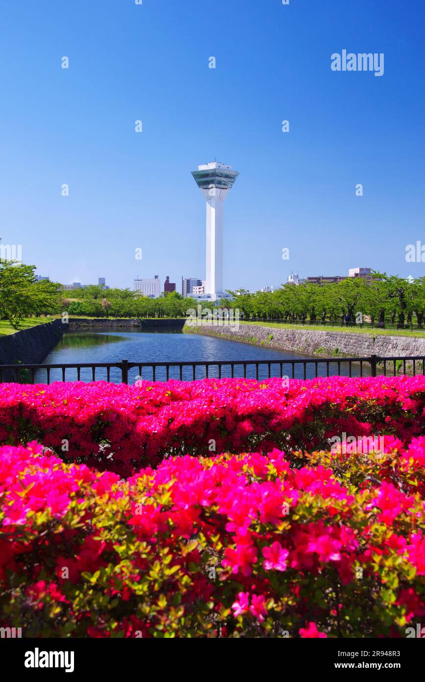 Goryokaku Tower and azaleas in Goryokaku Park Stock Photo - Alamy