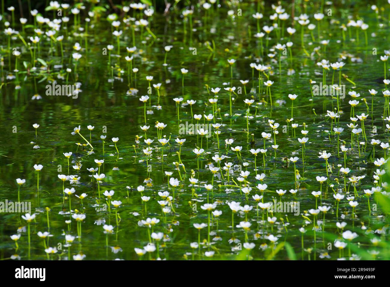 Baikamo in Tokachimimimata Stock Photo - Alamy