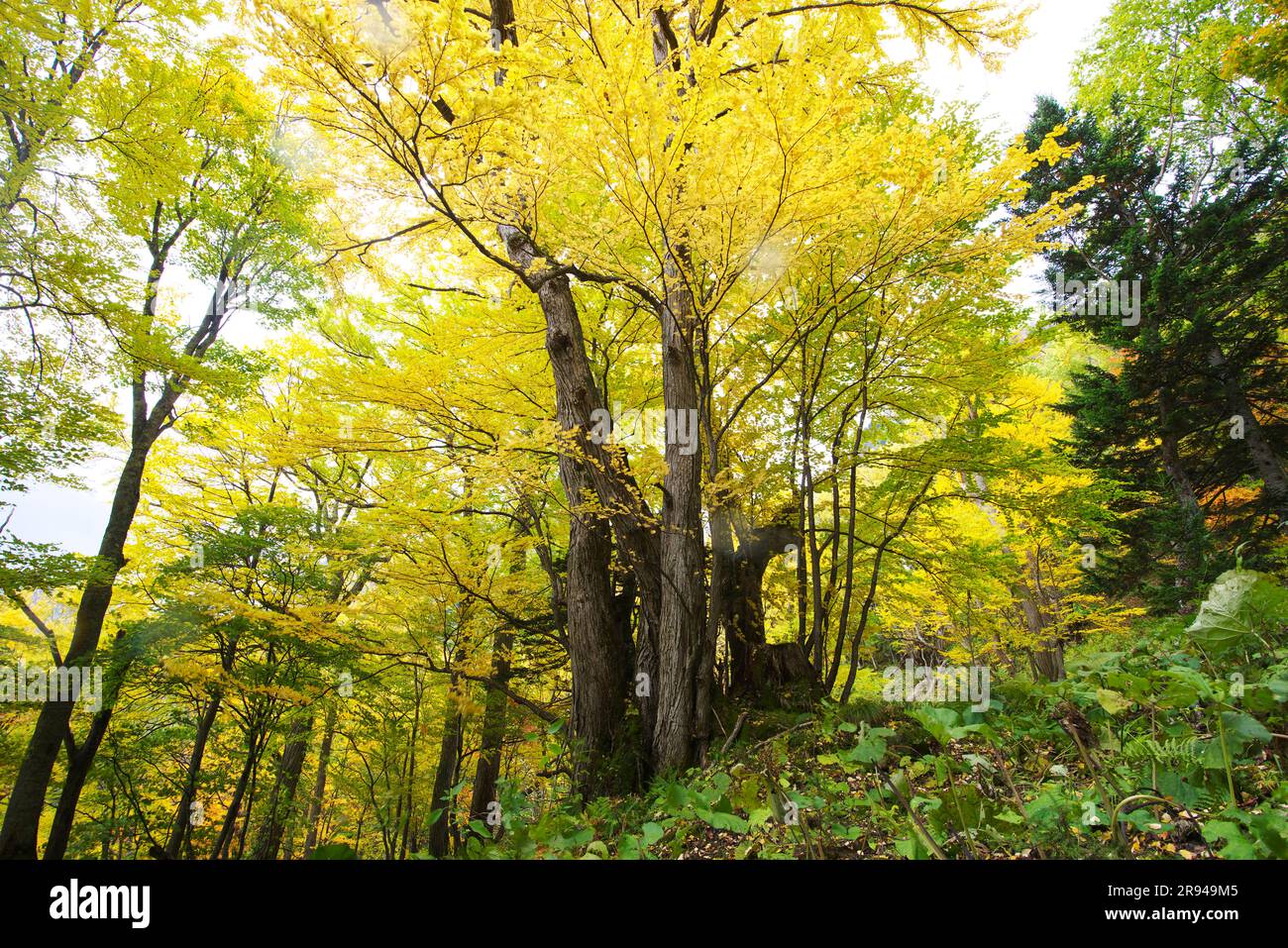 Japanese judas tree hi-res stock photography and images - Alamy
