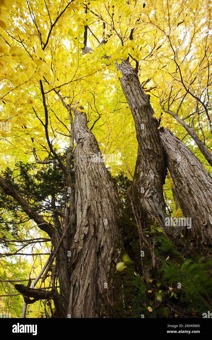 Japanese judas tree hi-res stock photography and images - Alamy