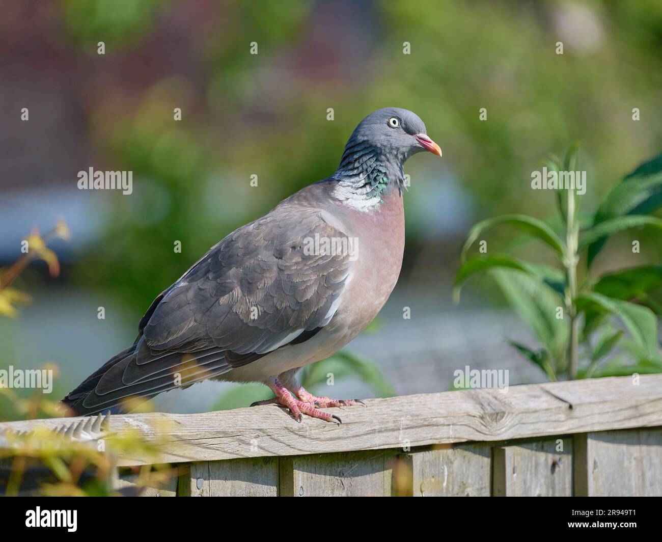 Pigeon on fence hi-res stock photography and images - Alamy