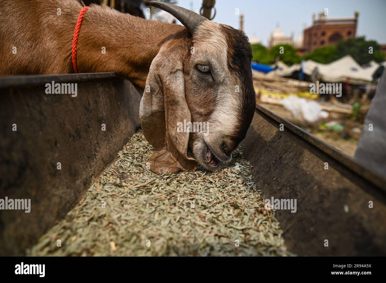 New Delhi, Delhi, India. 24th June, 2023. A goat can be seen eating ...