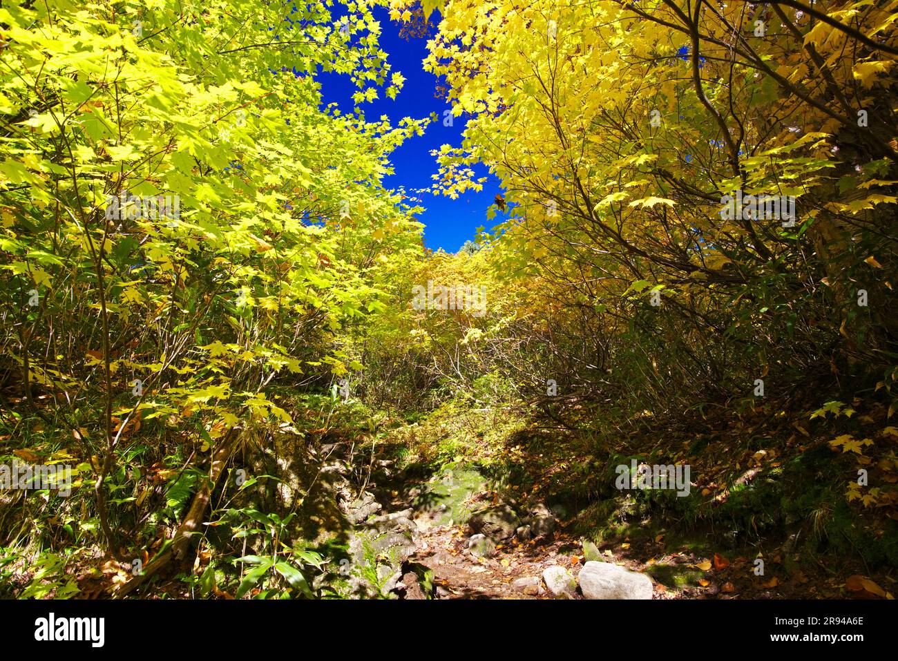Autumn leaves in Kogen Onsen-numa Meguri Stock Photo - Alamy
