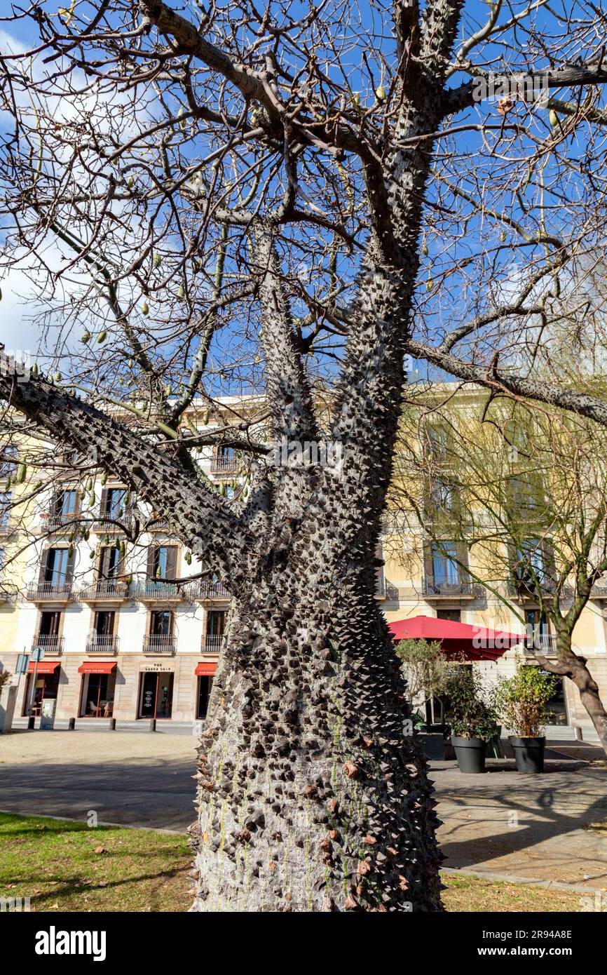 Barcelona, Spain - FEB 10, 2023: Ceiba insignis, the white floss-silk ...
