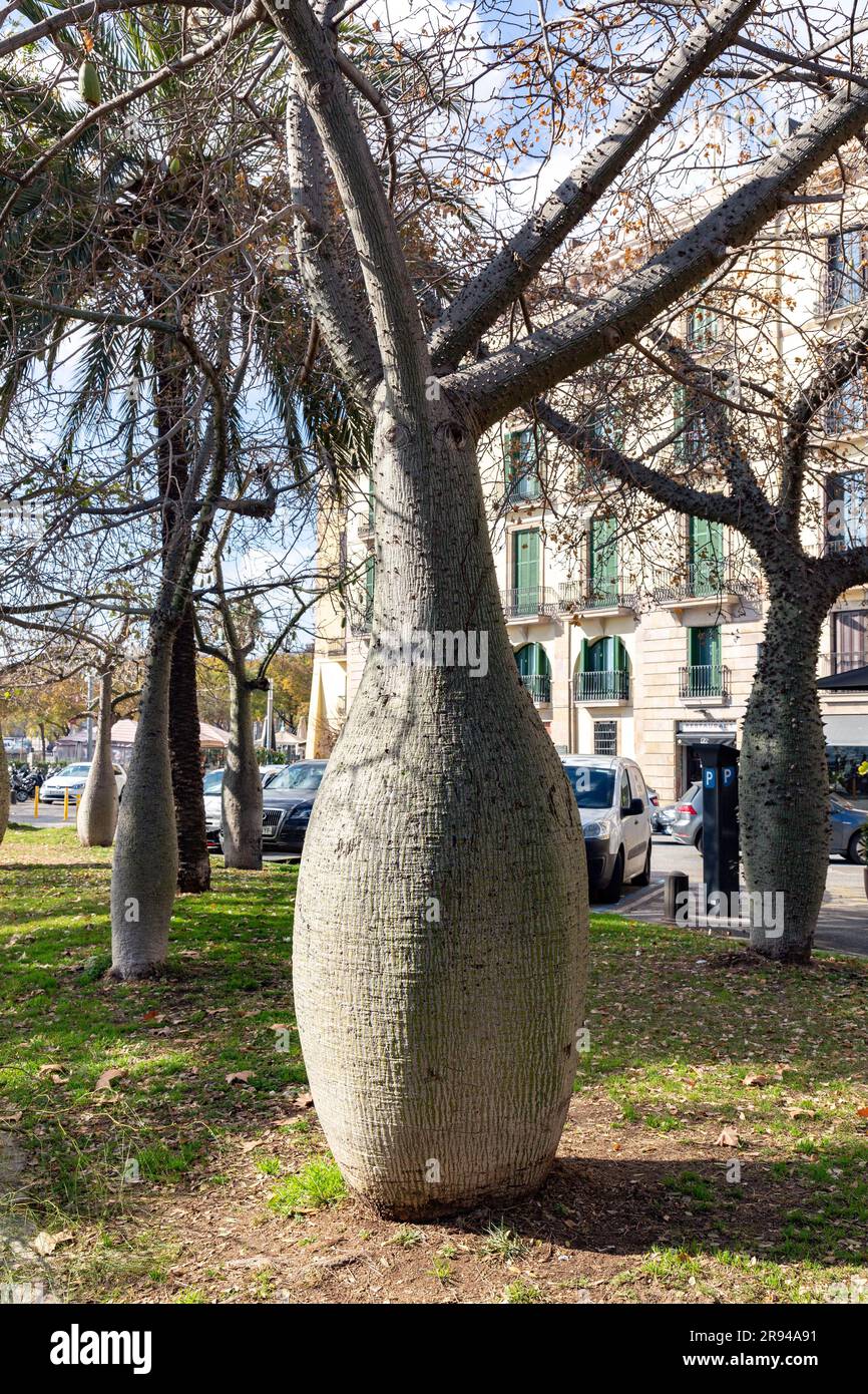 Tree in a street in barcelona hi-res stock photography and images - Alamy