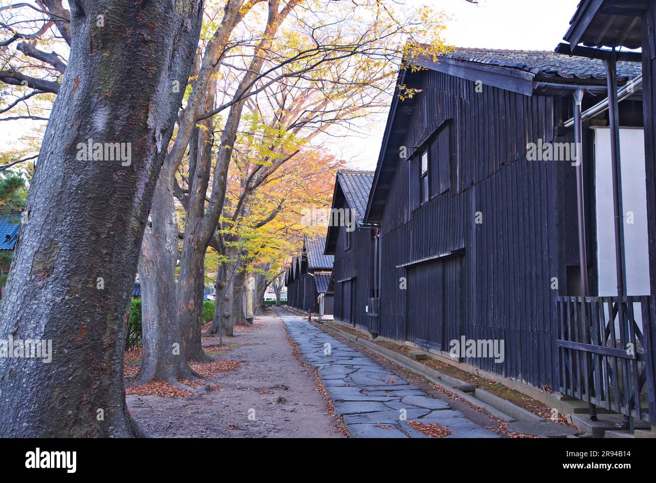 Zelkova leaf hi-res stock photography and images - Alamy