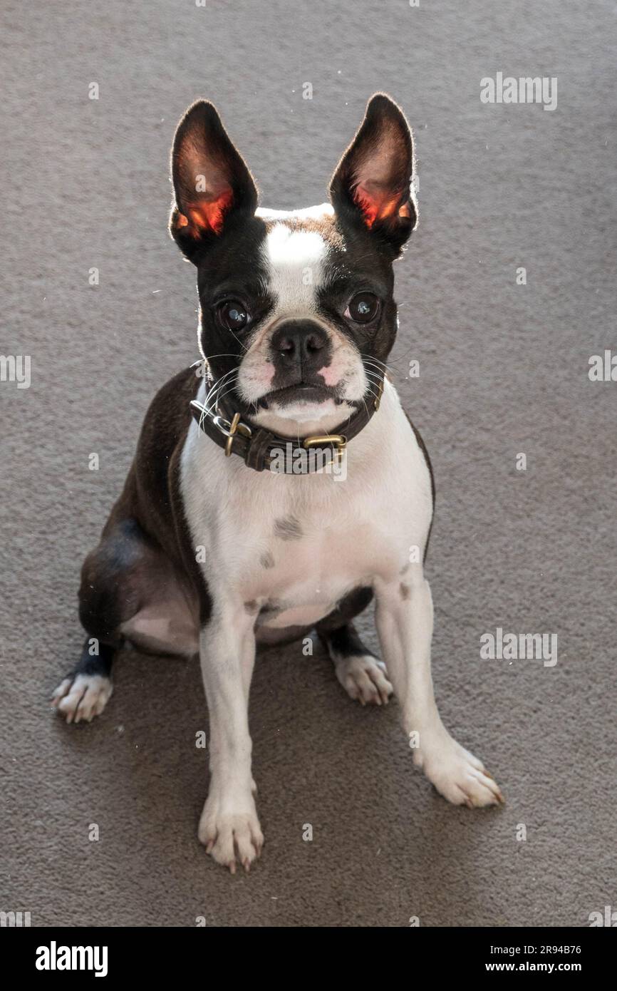 Cute Boston Terrier smiling up at camera Stock Photo - Alamy