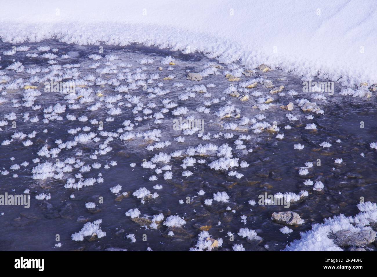 Frost flower of Lake Akan Stock Photo - Alamy