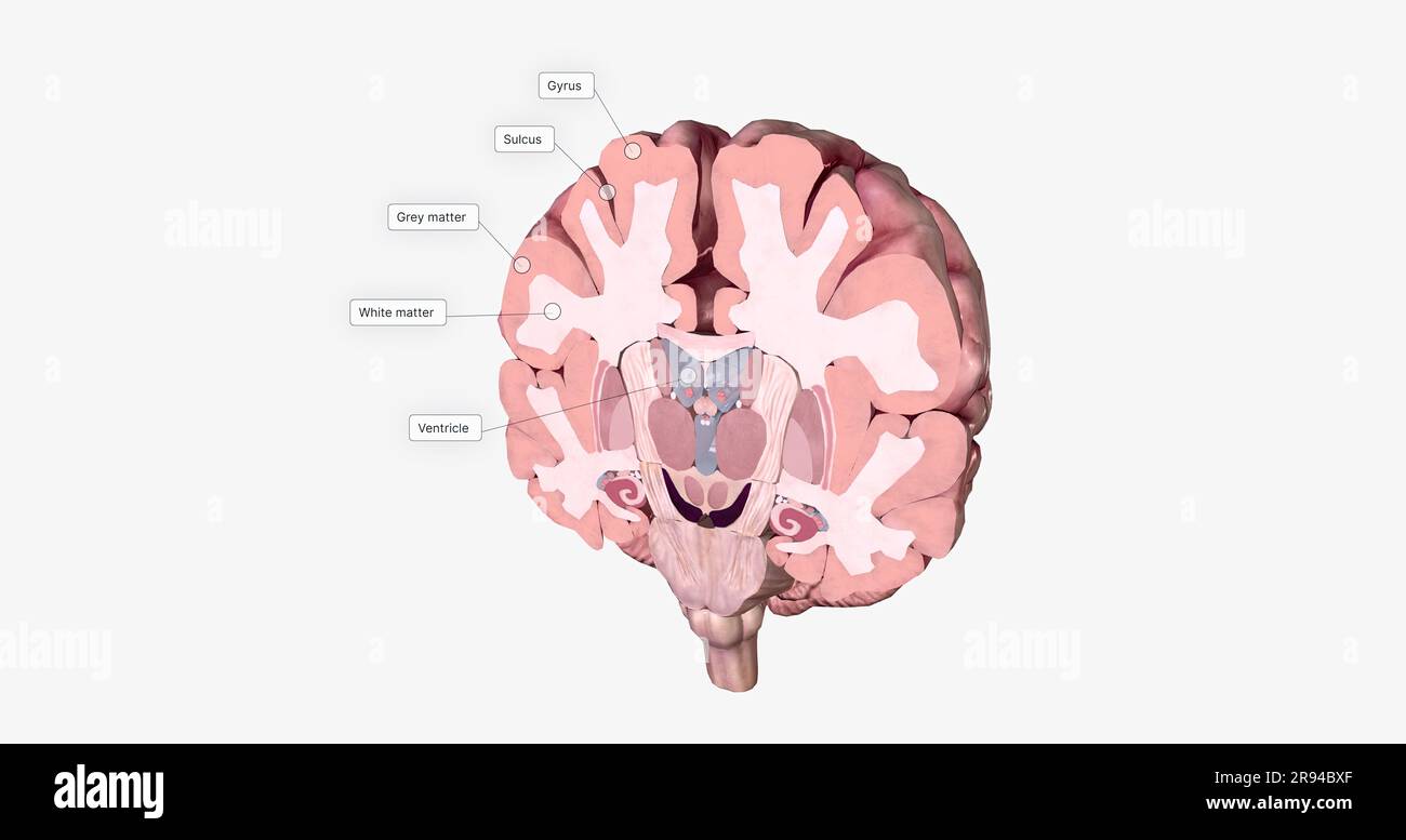 Human cerebrum cross section Cut Out Stock Images & Pictures - Alamy