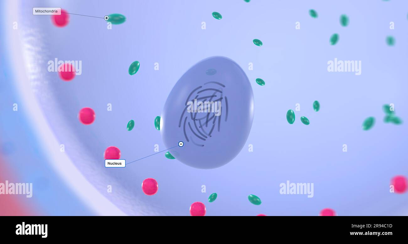 The egg cell, also known as an ovum, is the female reproductive cell.3D ...