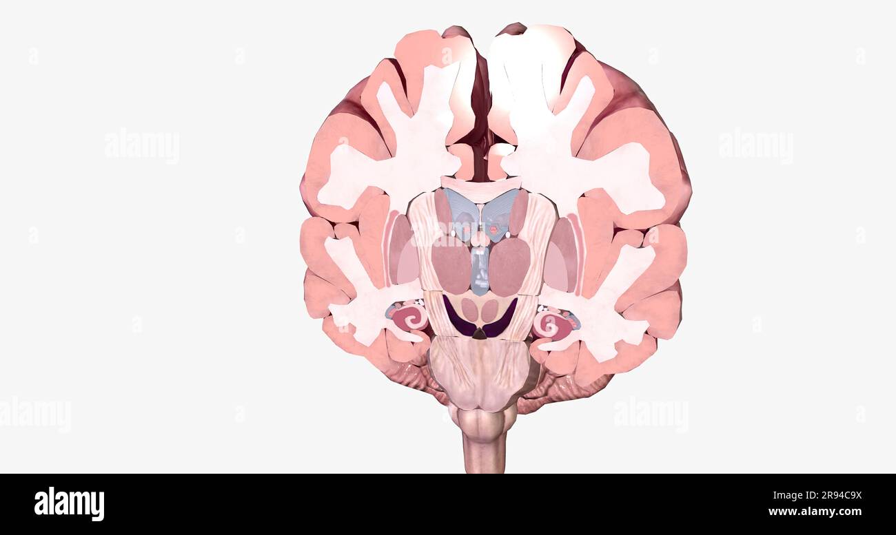Human cerebrum cross section Cut Out Stock Images & Pictures - Alamy