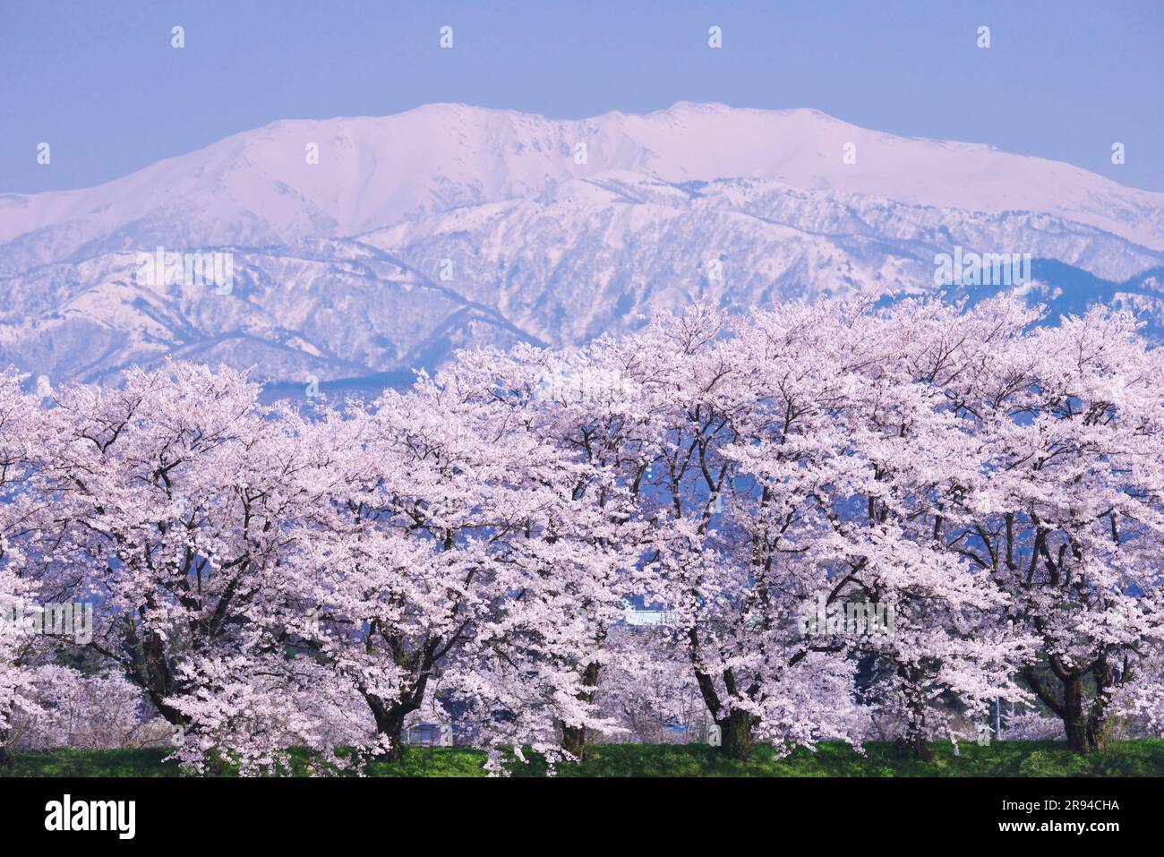 Sakura of Jinzu river Stock Photo - Alamy