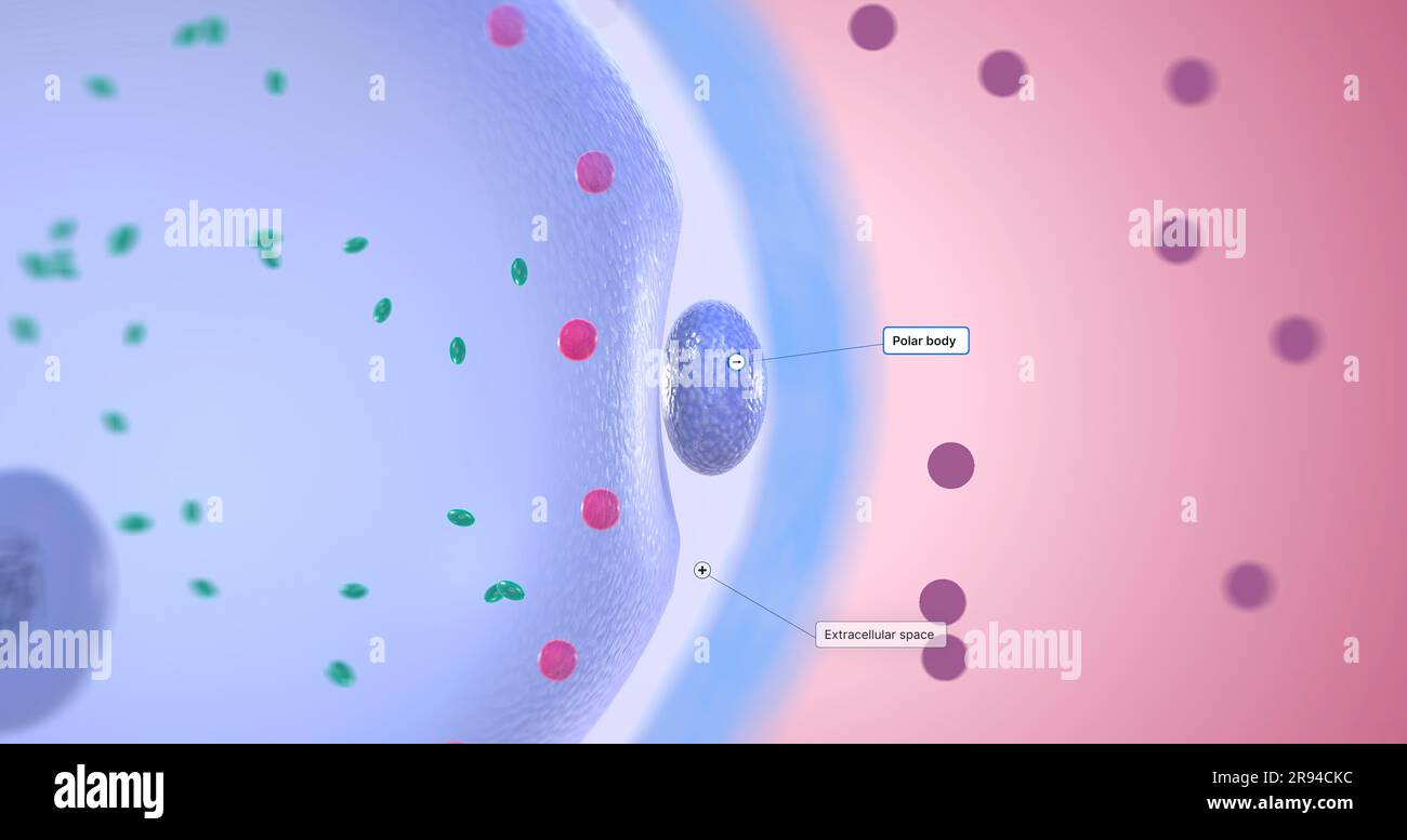 The egg cell, also known as an ovum, is the female reproductive cell.3D ...