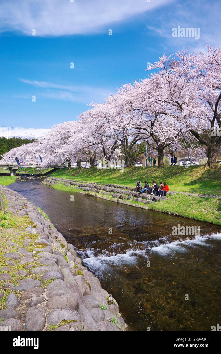 Cherry trees in Nakayama Kasen Park and Mt.Chokai Stock Photo - Alamy