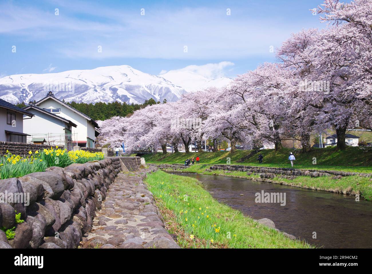 Cherry trees in Nakayama Kasen Park and Mt.Chokai Stock Photo - Alamy
