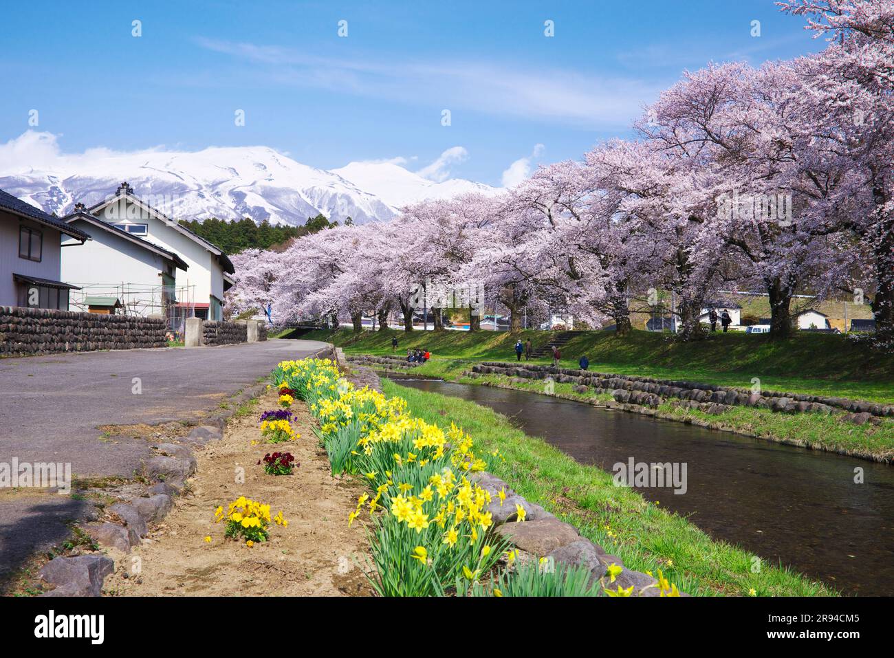 Cherry trees in Nakayama Kasen Park and Mt.Chokai Stock Photo - Alamy