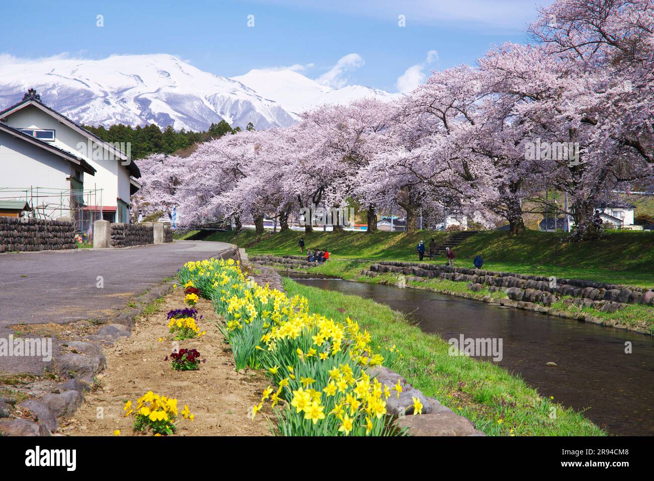 Cherry trees in Nakayama Kasen Park and Mt.Chokai Stock Photo - Alamy