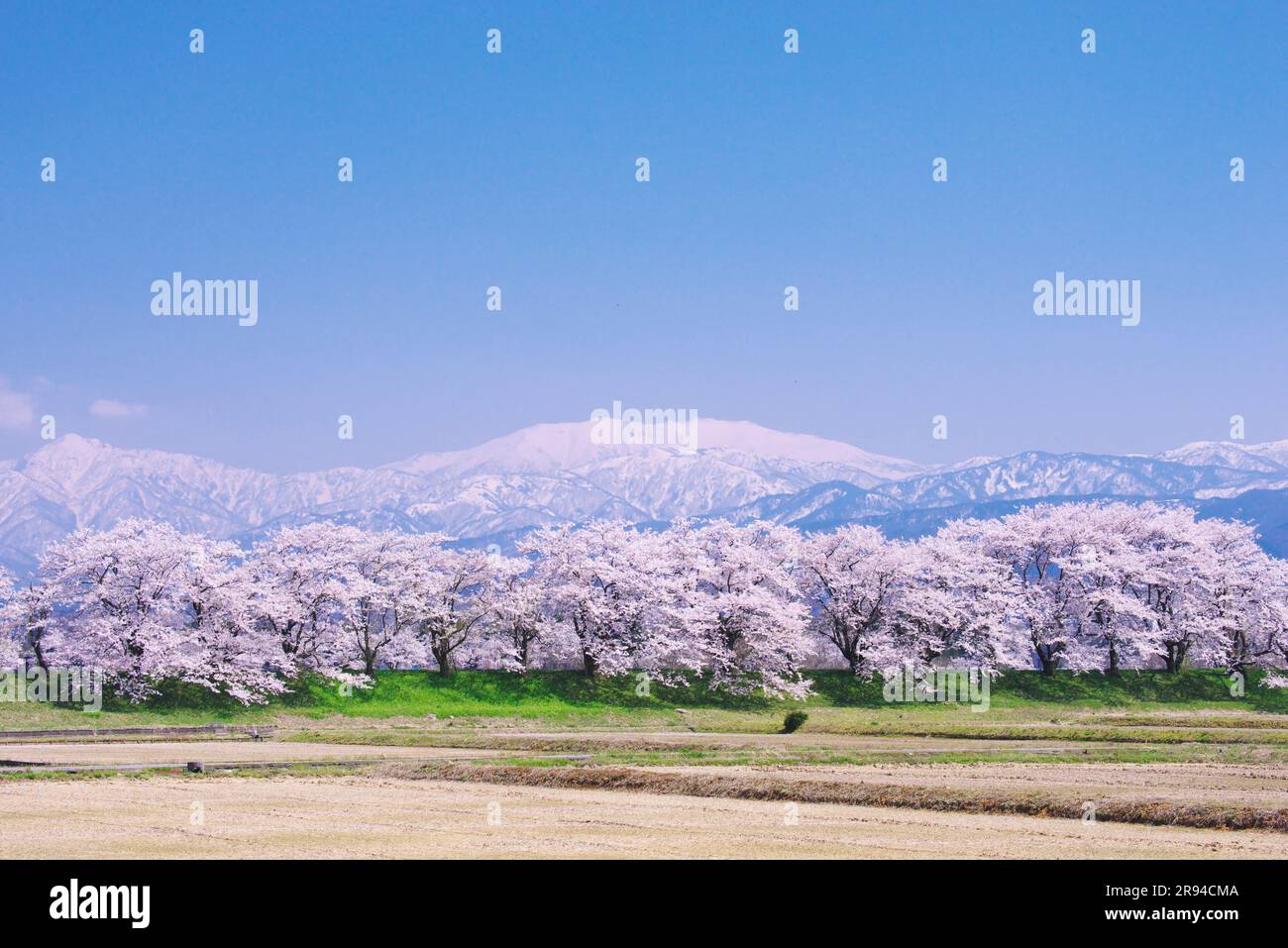 Sakura of Jinzu river Stock Photo - Alamy