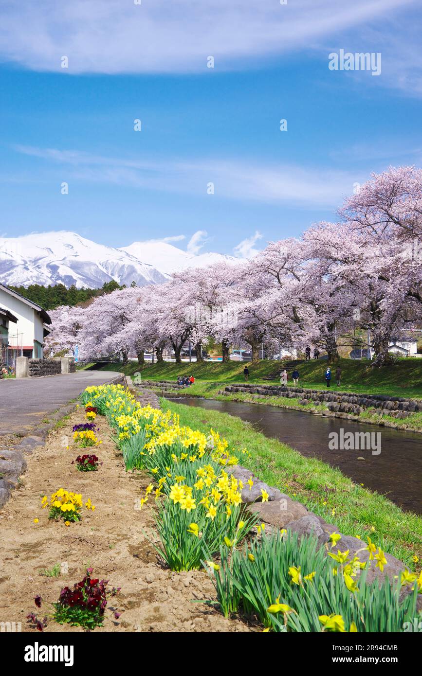Cherry trees in Nakayama Kasen Park and Mt.Chokai Stock Photo - Alamy