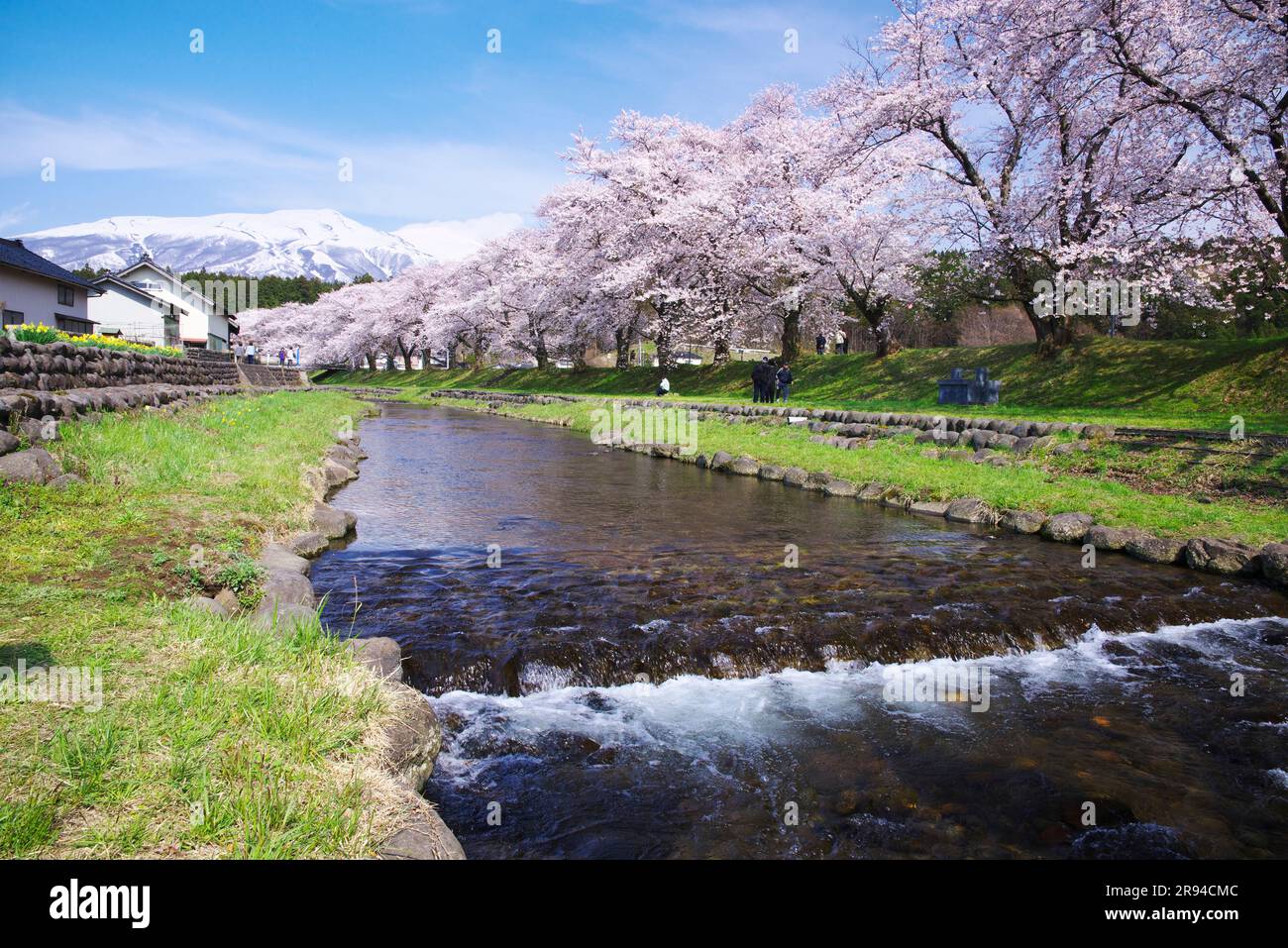 Cherry trees in Nakayama Kasen Park and Mt.Chokai Stock Photo - Alamy