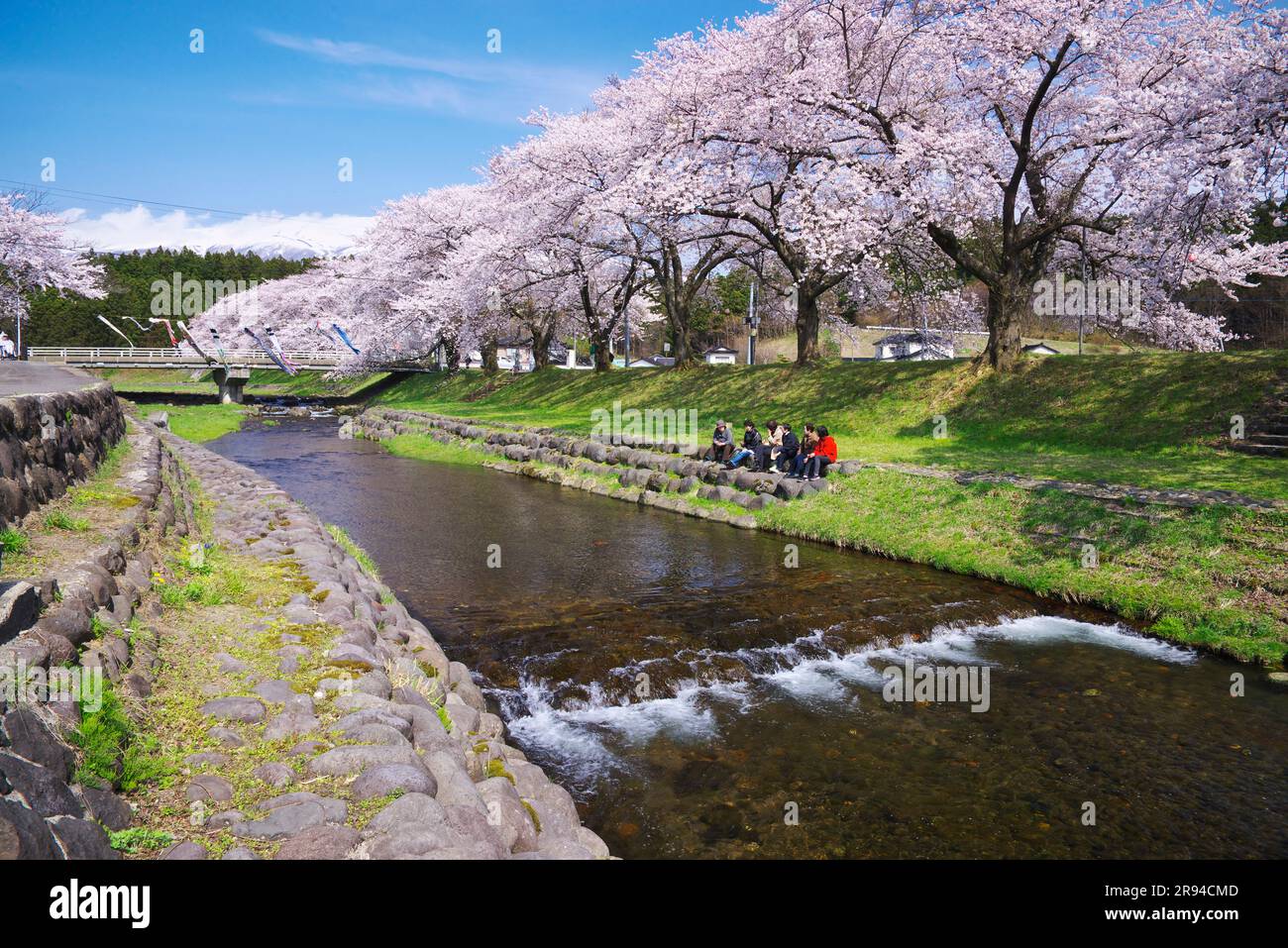 Cherry trees in Nakayama Kasen Park and Mt.Chokai Stock Photo - Alamy
