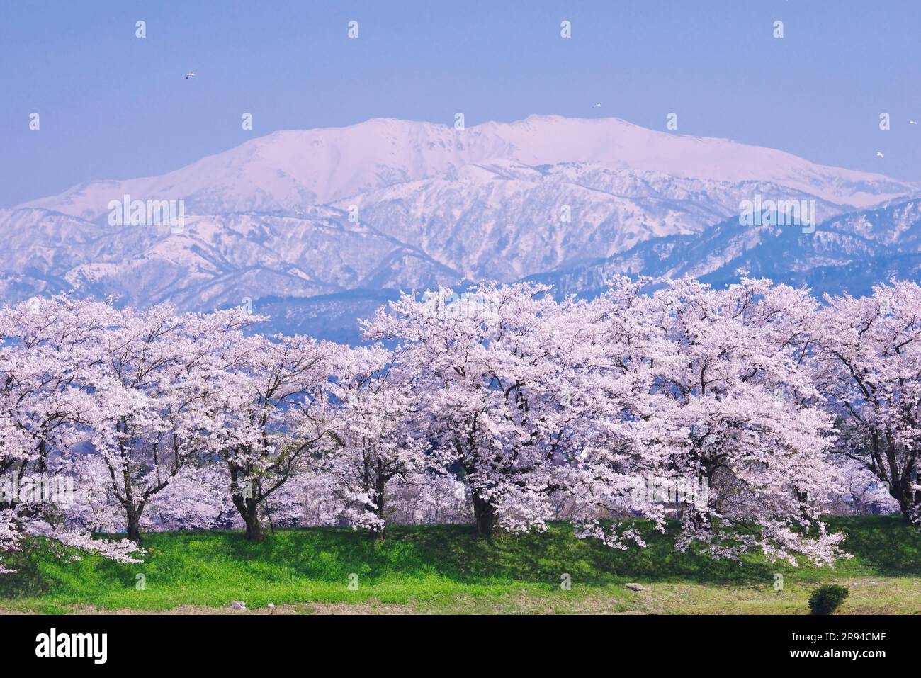 Sakura of Jinzu river Stock Photo - Alamy