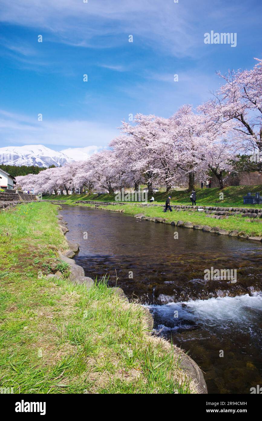 Cherry trees in Nakayama Kasen Park and Mt.Chokai Stock Photo - Alamy