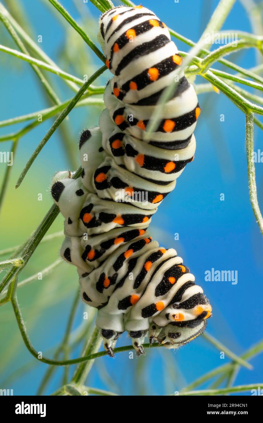 Caterpillar of the Maltese Swallowtail Butterfly (Papilio machaon subsp ...