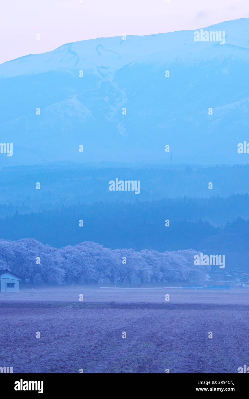Cherry blossoms in morning at Nakayama Kasen Park Stock Photo - Alamy