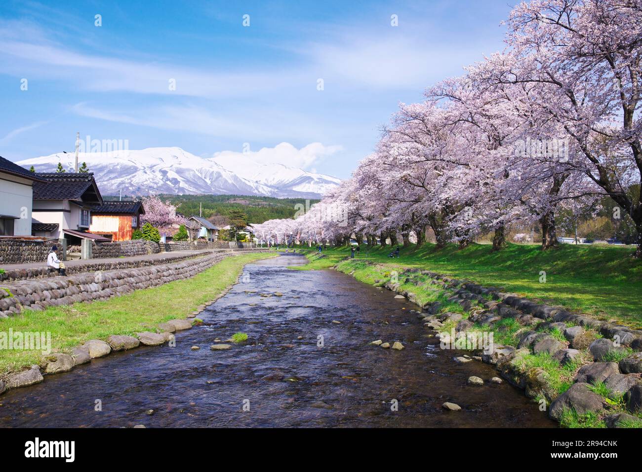 Cherry trees in Nakayama Kasen Park and Mt.Chokai Stock Photo - Alamy