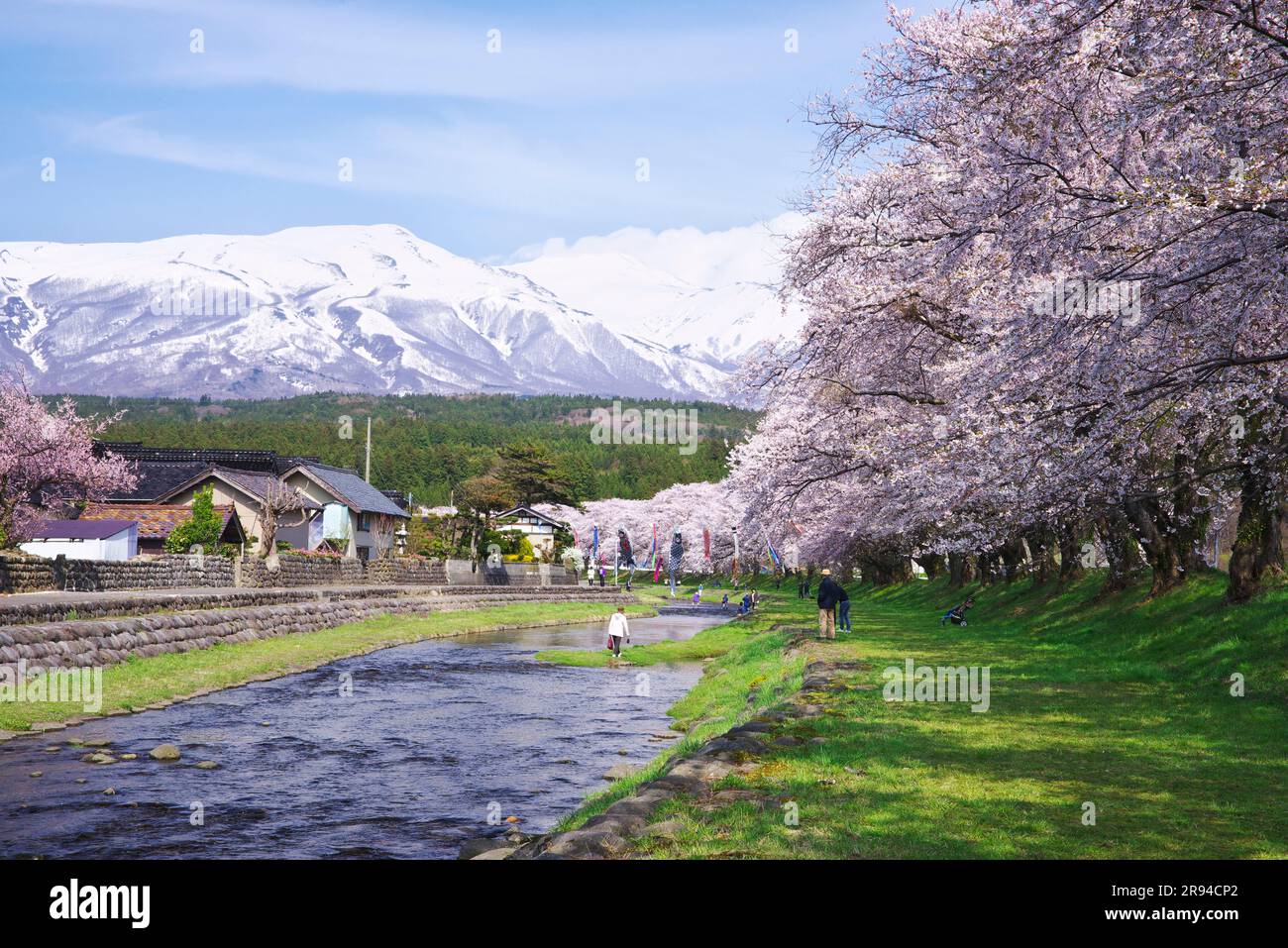 Cherry trees in Nakayama Kasen Park and Mt.Chokai Stock Photo - Alamy