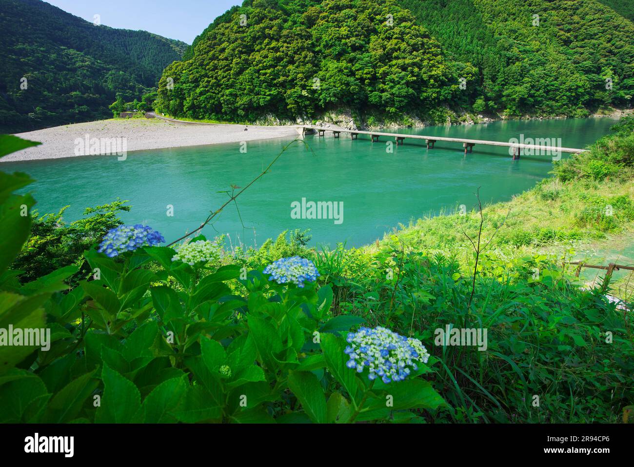 Iwama Submerged Bridge, Shimanto River and hydrangea Stock Photo - Alamy