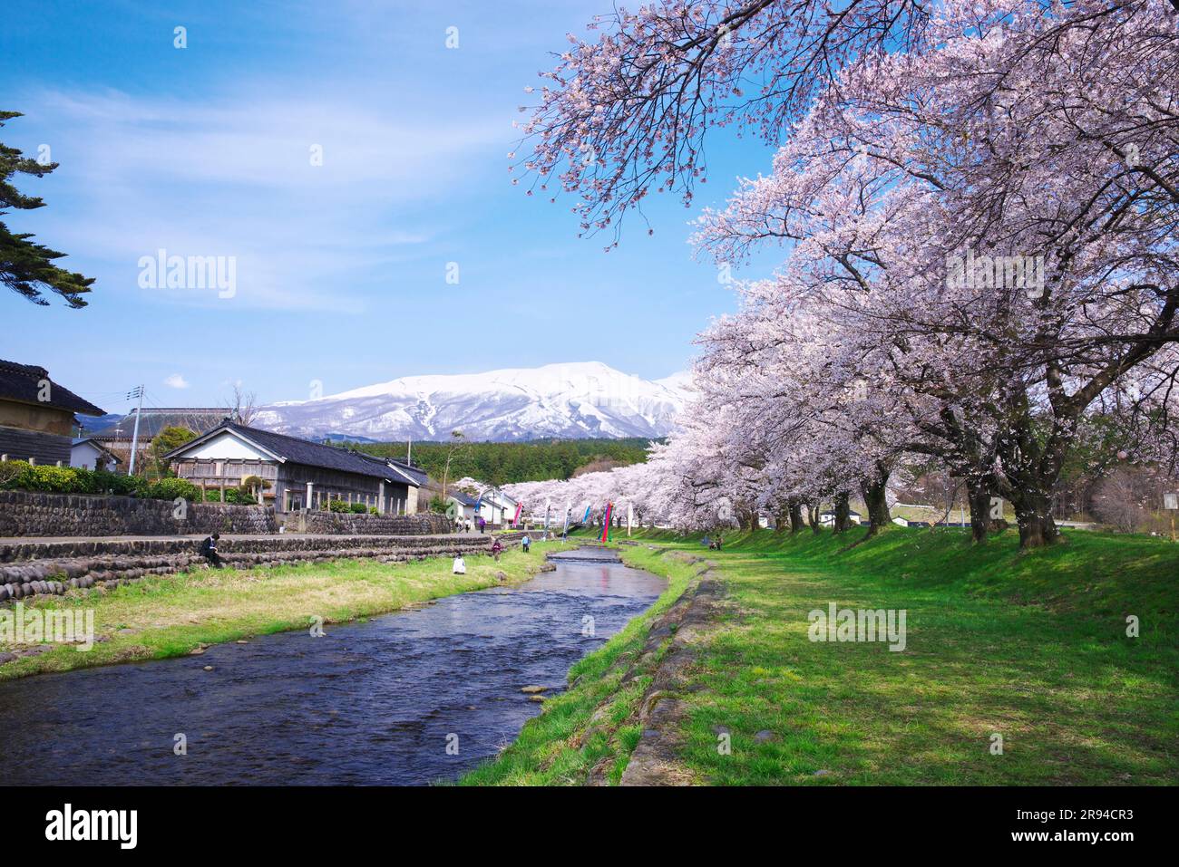 Cherry trees in Nakayama Kasen Park and Mt.Chokai Stock Photo - Alamy