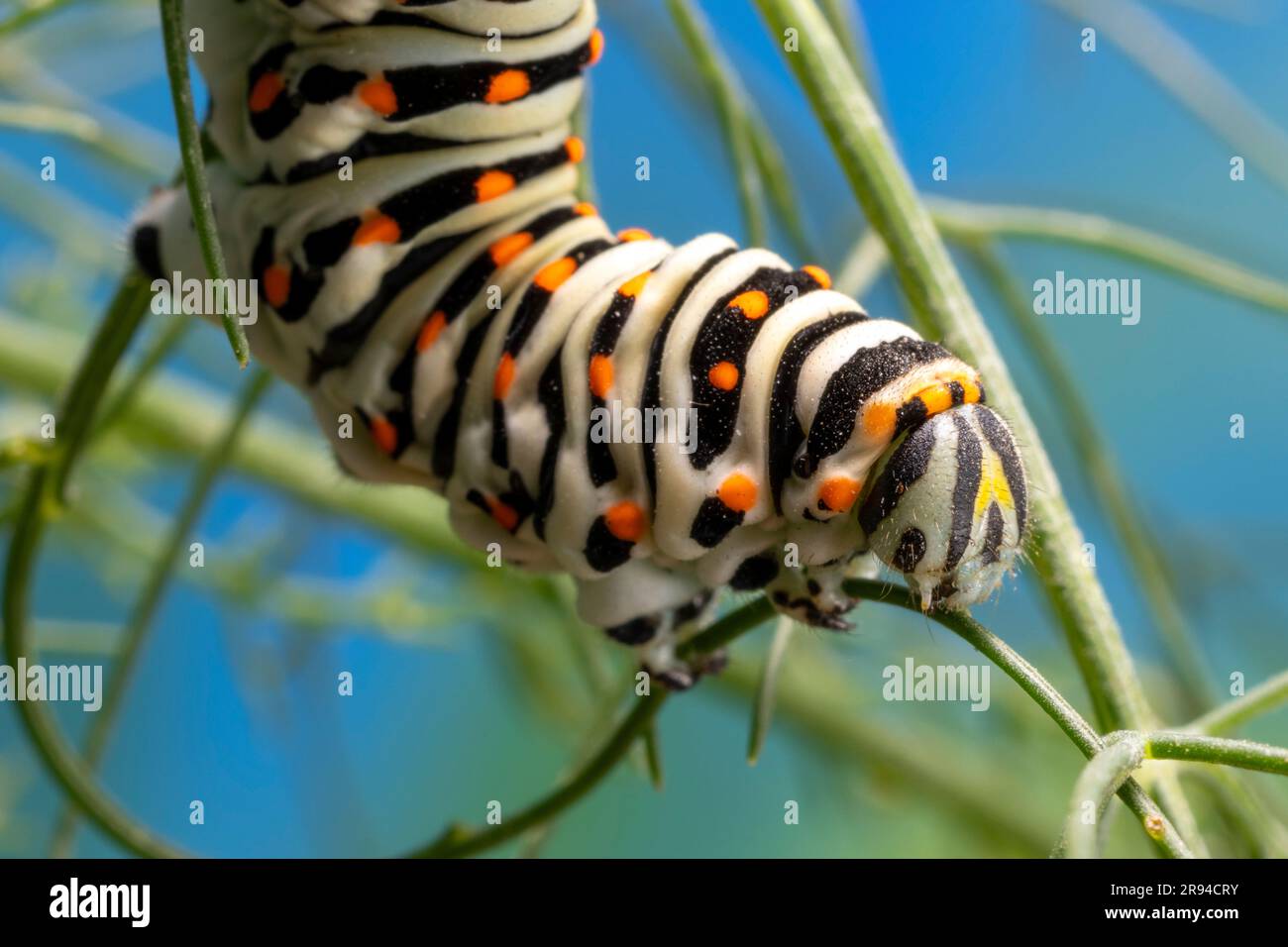 Caterpillar of the Maltese Swallowtail Butterfly (Papilio machaon subsp ...