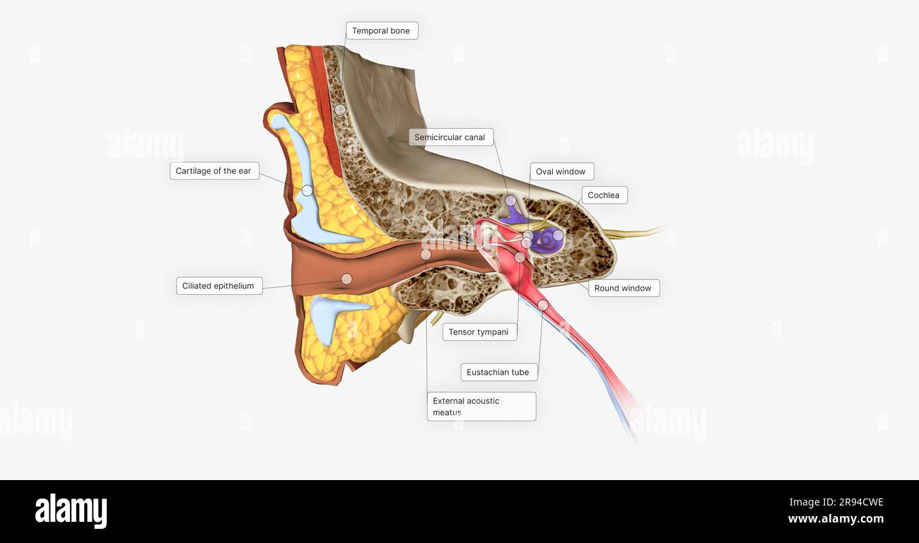 The Ear Coronal Cross Section 3D rendering Stock Photo - Alamy
